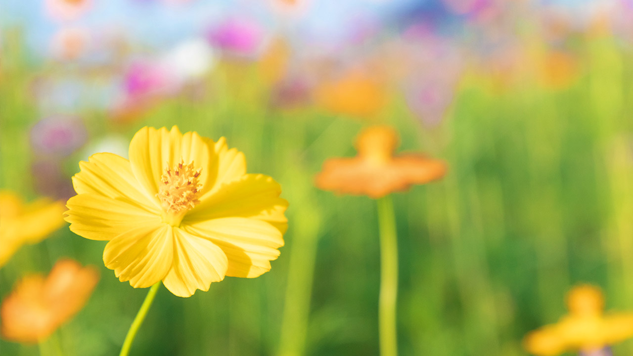 WATV Media Cast - World Mission Society Church of God